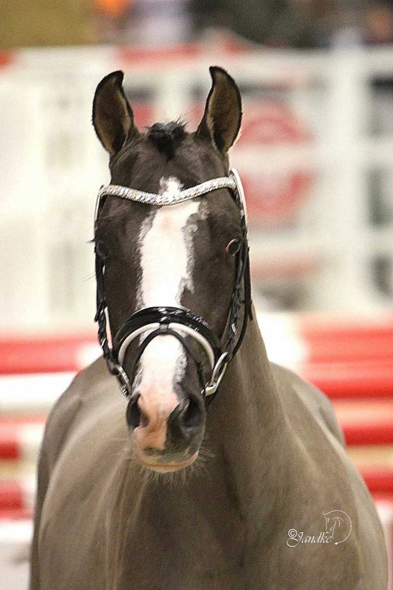 Deckhengst Valido's Grey Star G