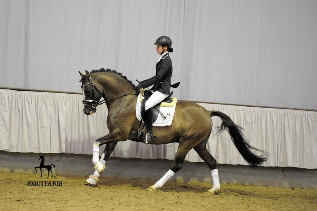 Deckhengst Valido's Grey Star G