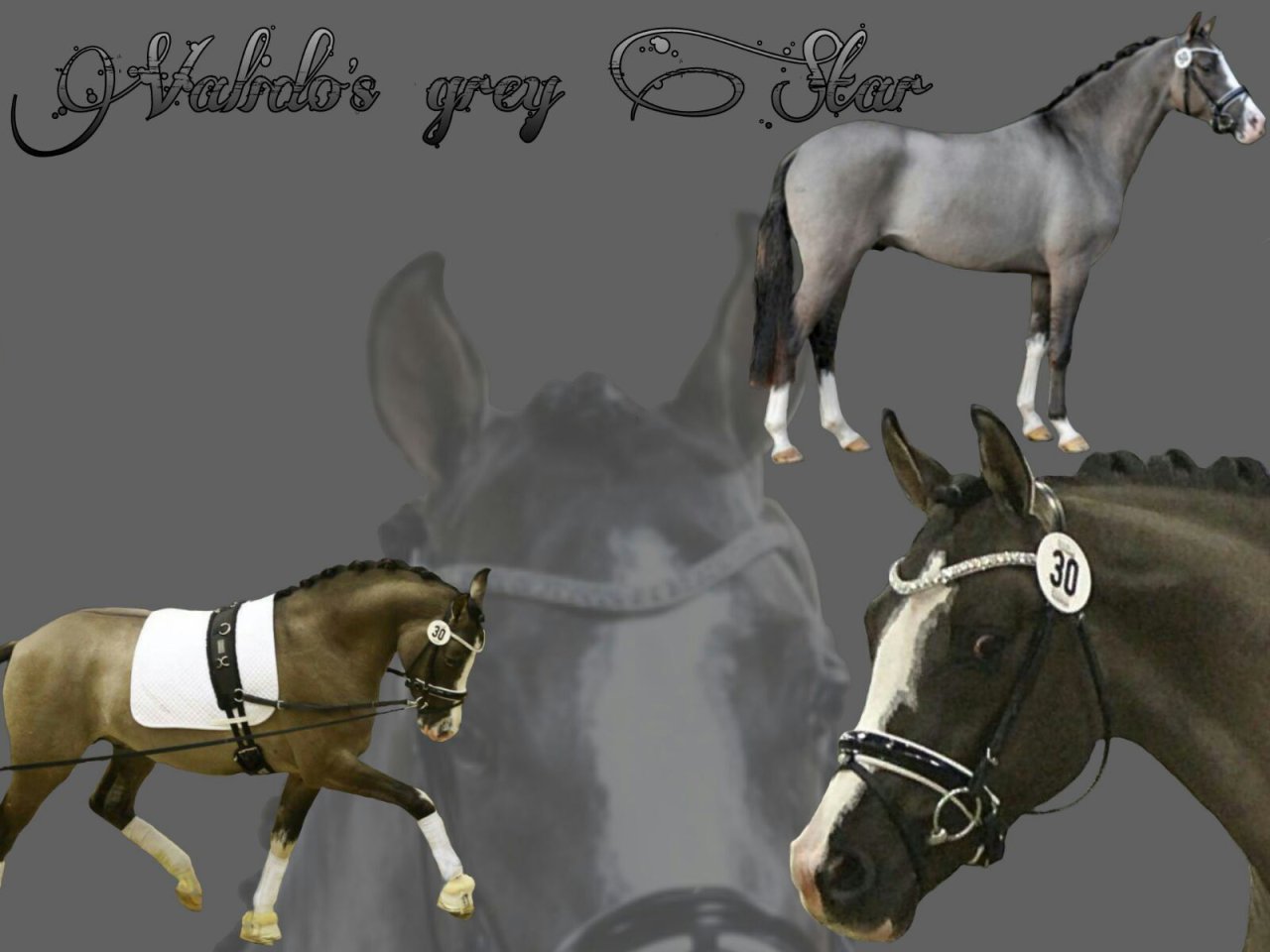 Deckhengst Valido's Grey Star G